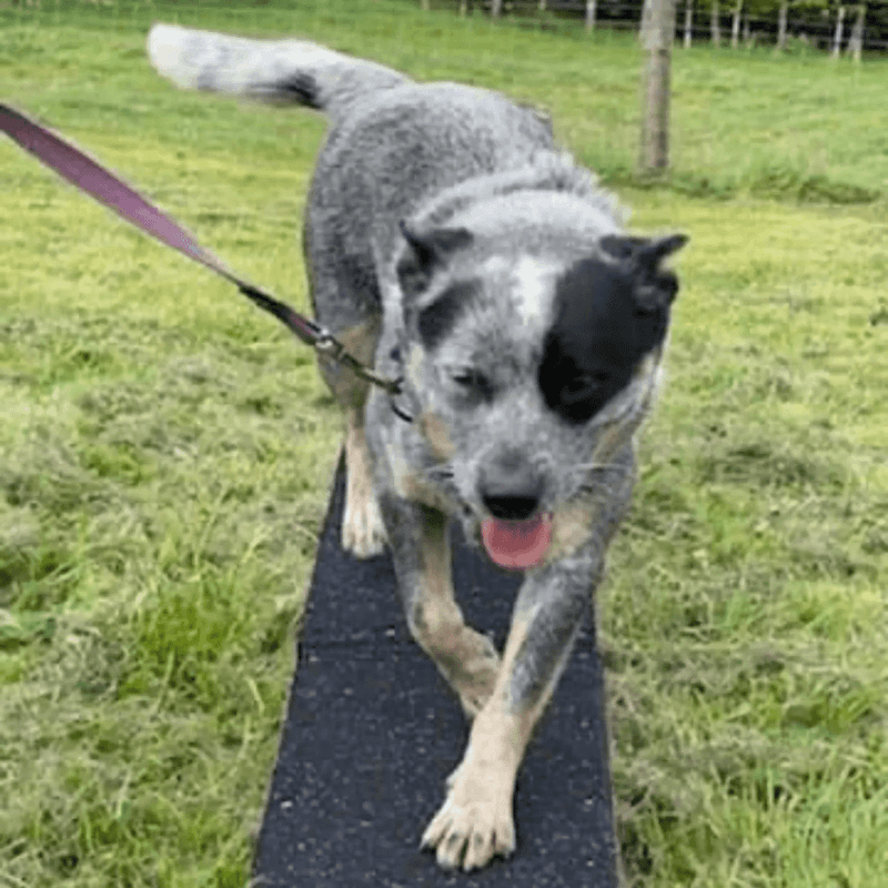 Paws In Practice Program | Flying Paws | Dog Training
