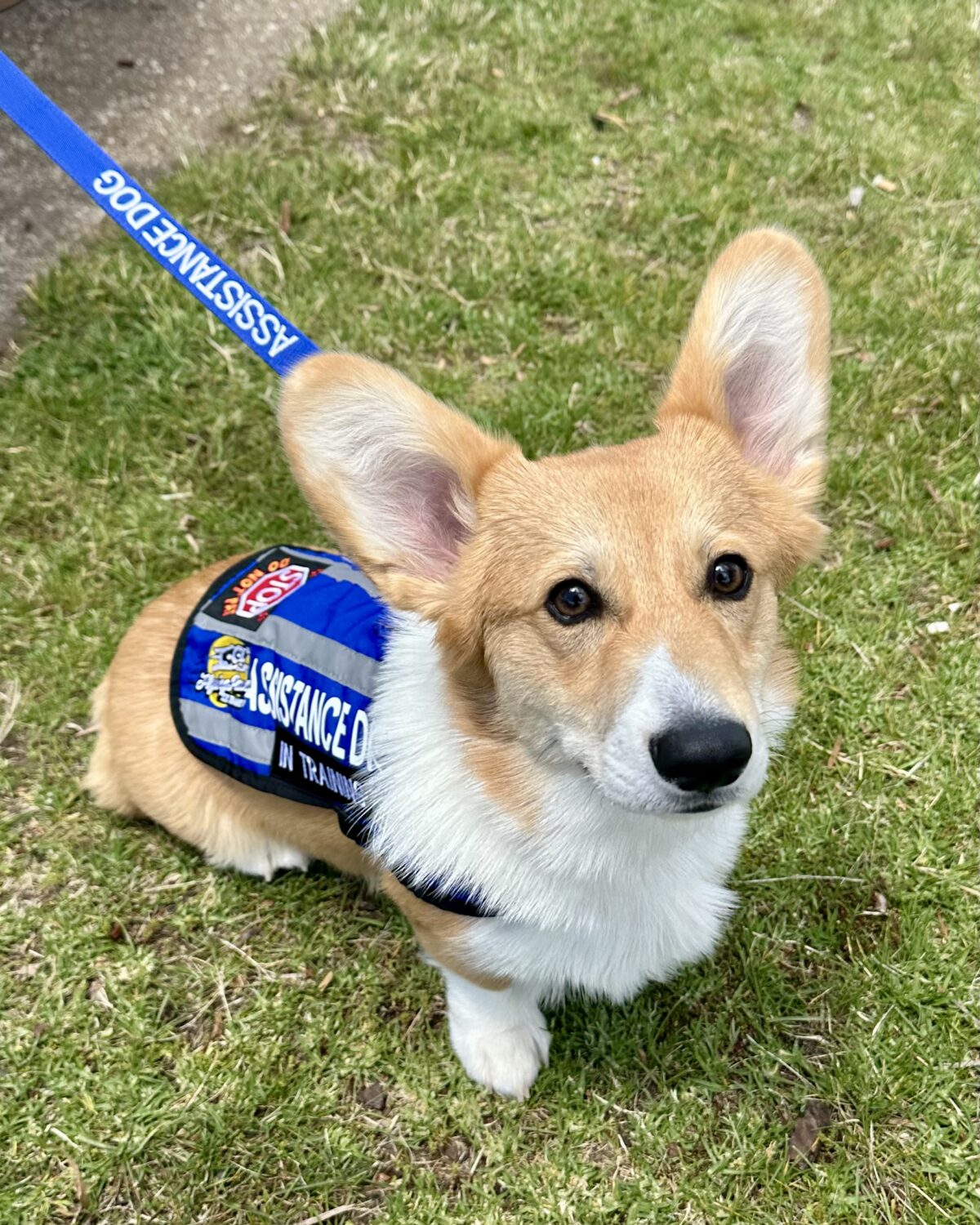 Assistance Dog Program | Flying Paws | Dog Training